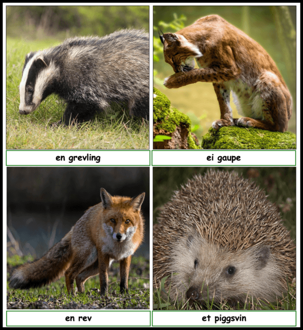 DYR I SKOGEN: Ordliste, powerpointer, ord-og bildekort, skriveoppgaver ...