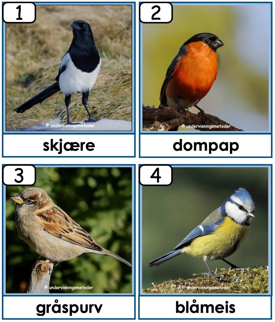 Fugl Som Flyr Tegning