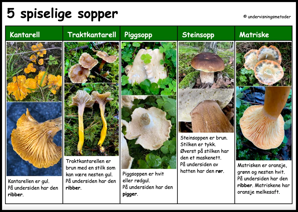 Ikke Spiselige Sopp Åtte Sopper Du Bør Holde Deg Unna