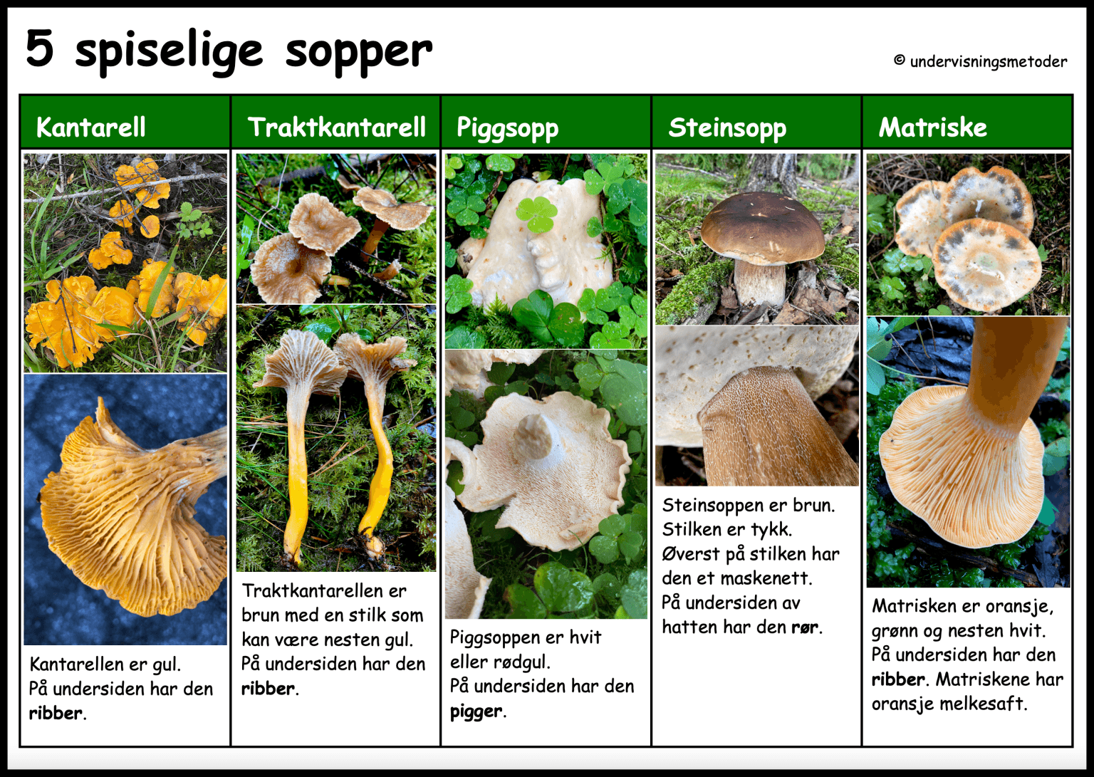 Sopp - UNDERVISNINGSMETODER
