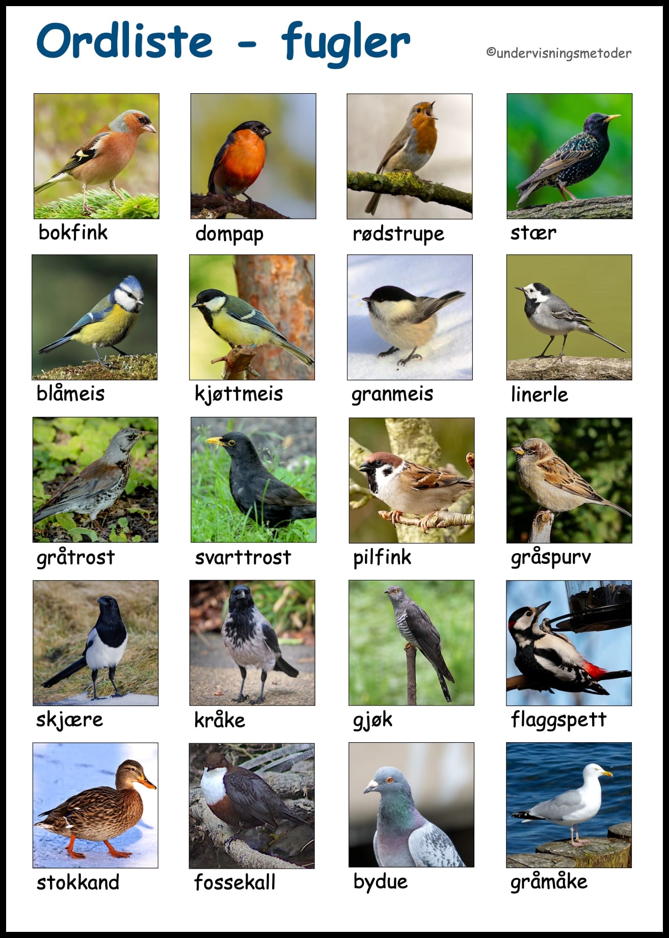 Fugler - UNDERVISNINGSMETODER