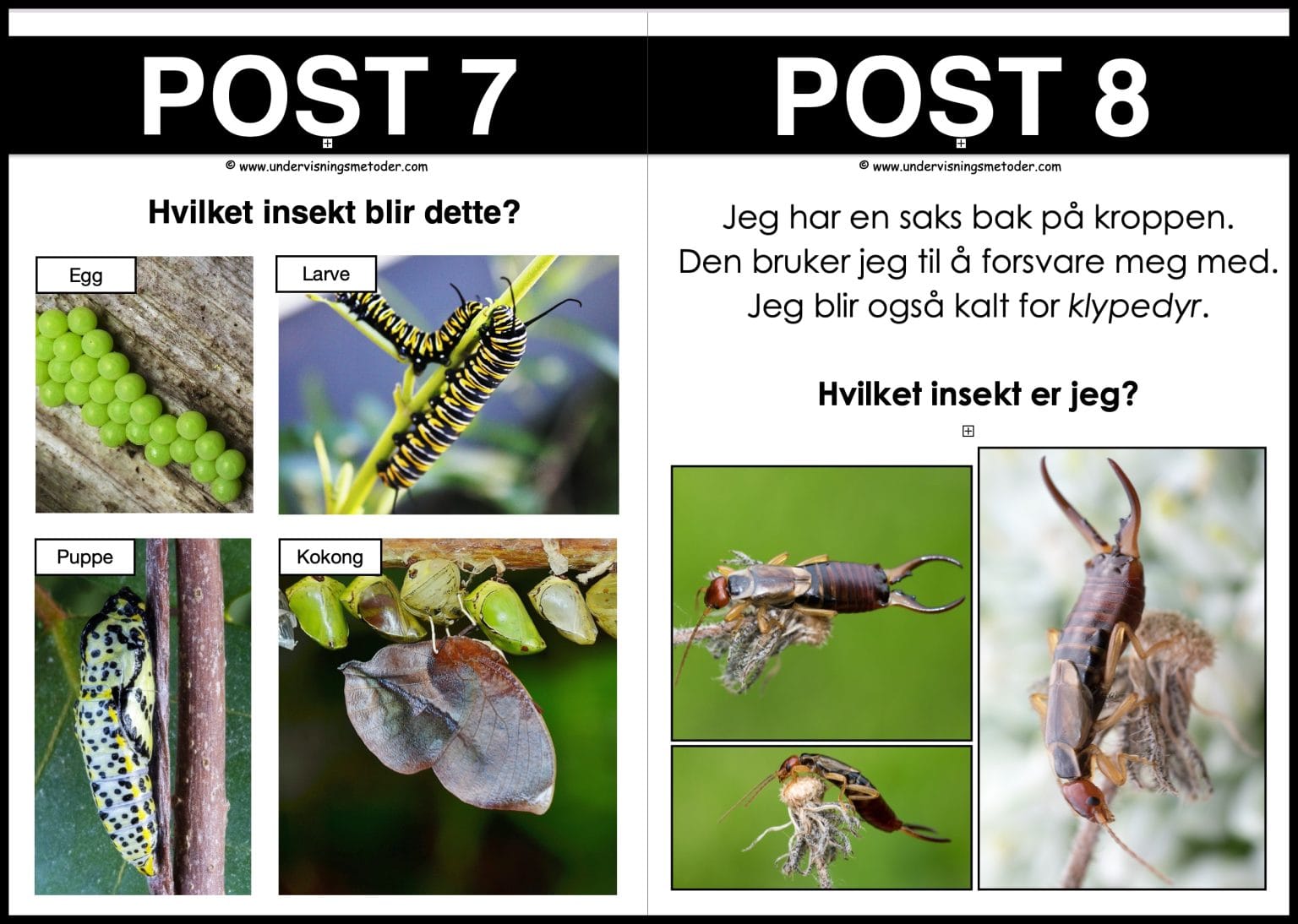 NATURSTI: Insekter og småkryp - UNDERVISNINGSMETODER