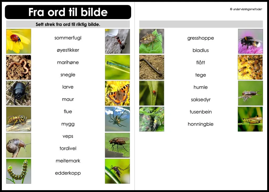 Insekter og småkryp - UNDERVISNINGSMETODER