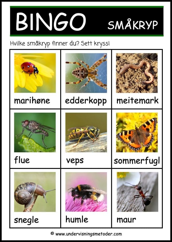 Insekter og småkryp - UNDERVISNINGSMETODER