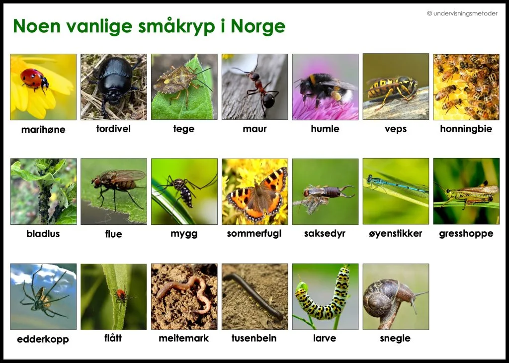 Insekter og småkryp - UNDERVISNINGSMETODER