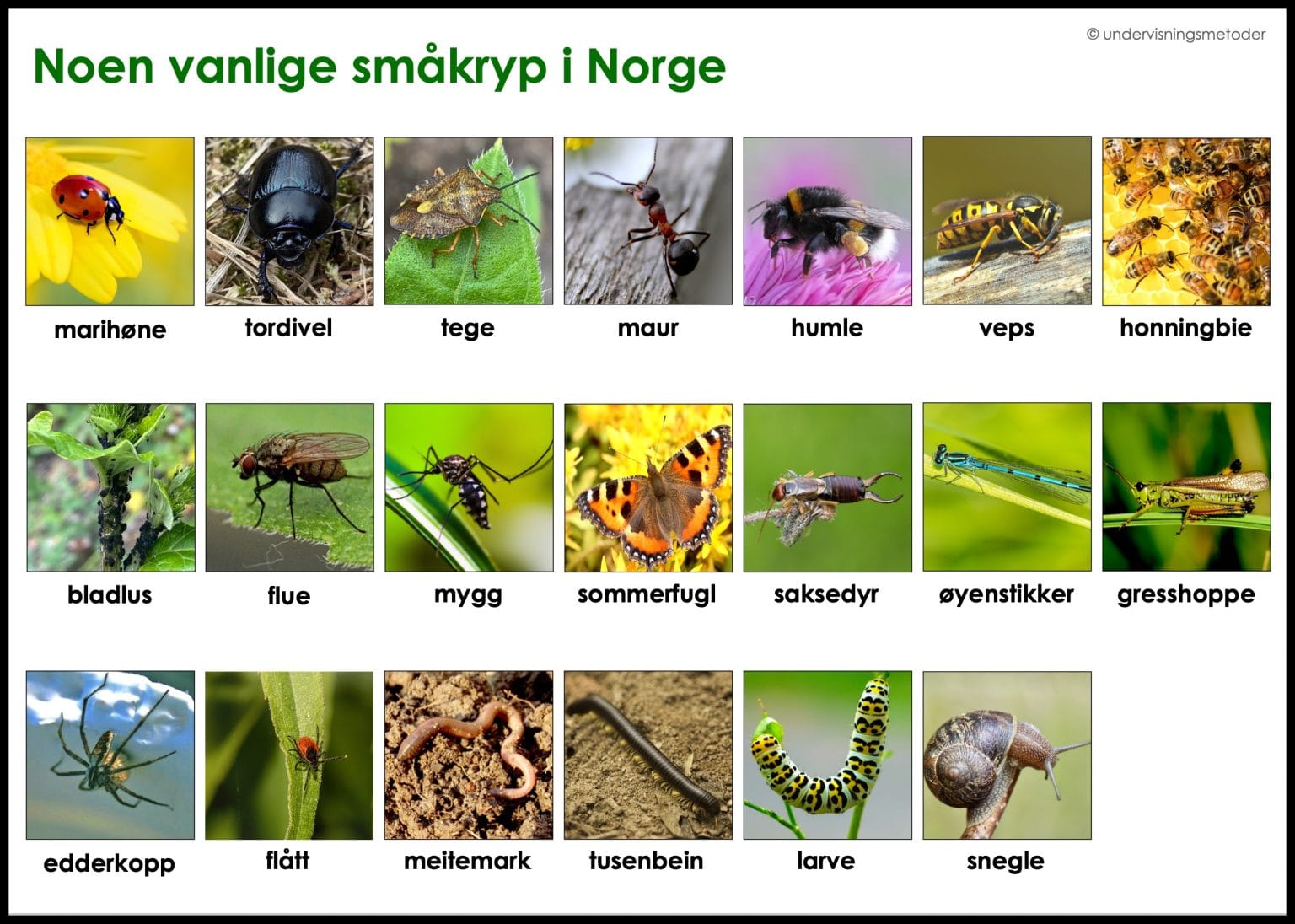 Insekter og småkryp - UNDERVISNINGSMETODER