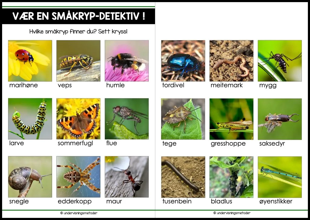 Insekter og småkryp - UNDERVISNINGSMETODER