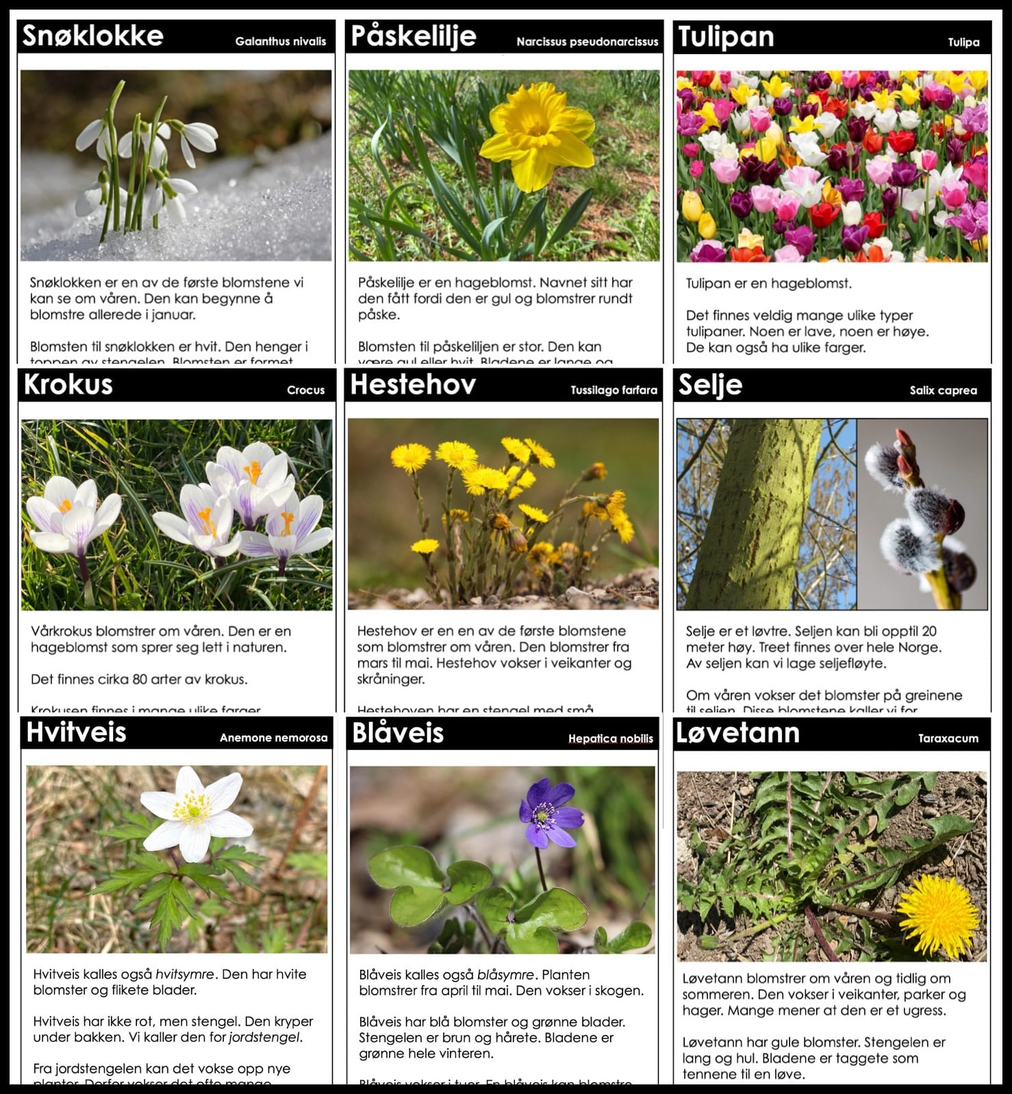 VÅRBLOMSTER: faktatekster med spørsmål, natursti, hentediktat, bingo ...