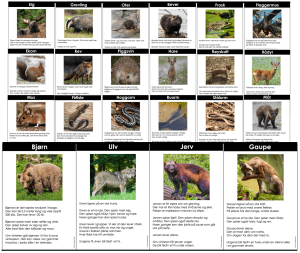 Skogsdyr - UNDERVISNINGSMETODER